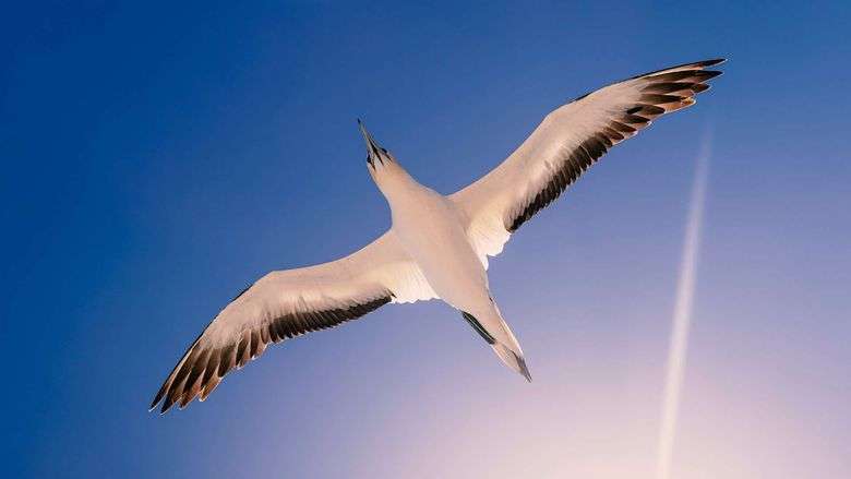 JSON Serialization with Alba in Hanami | Hanami Mastery